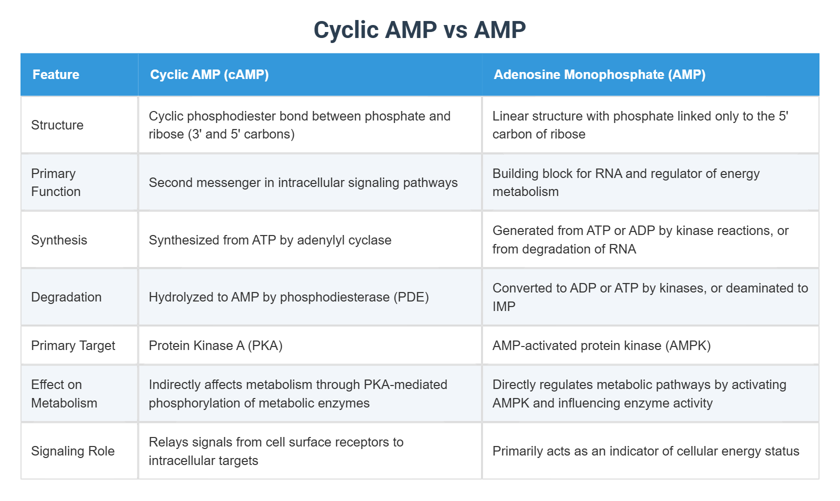 Cyclic AMP vs AMP