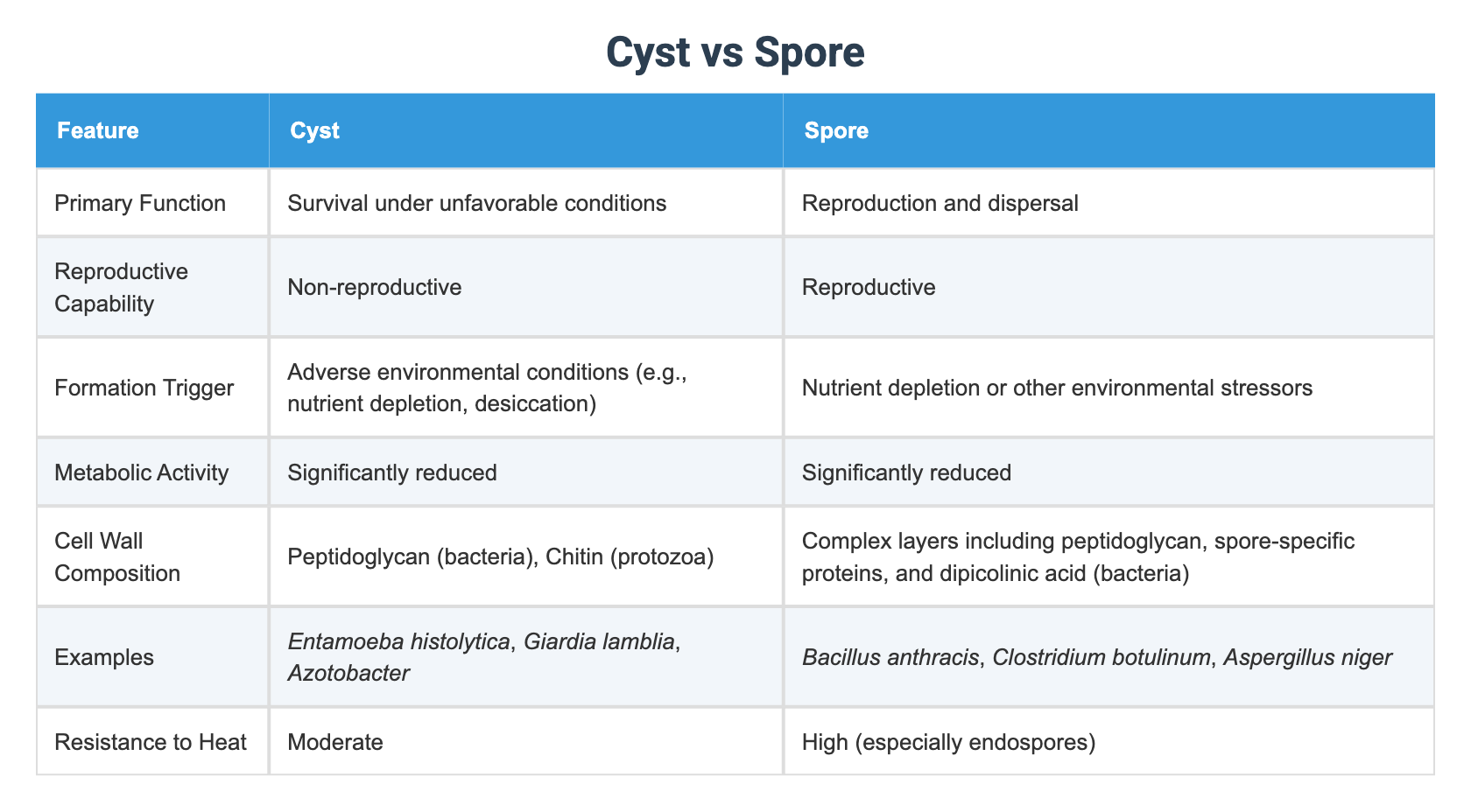 Cyst vs Spore