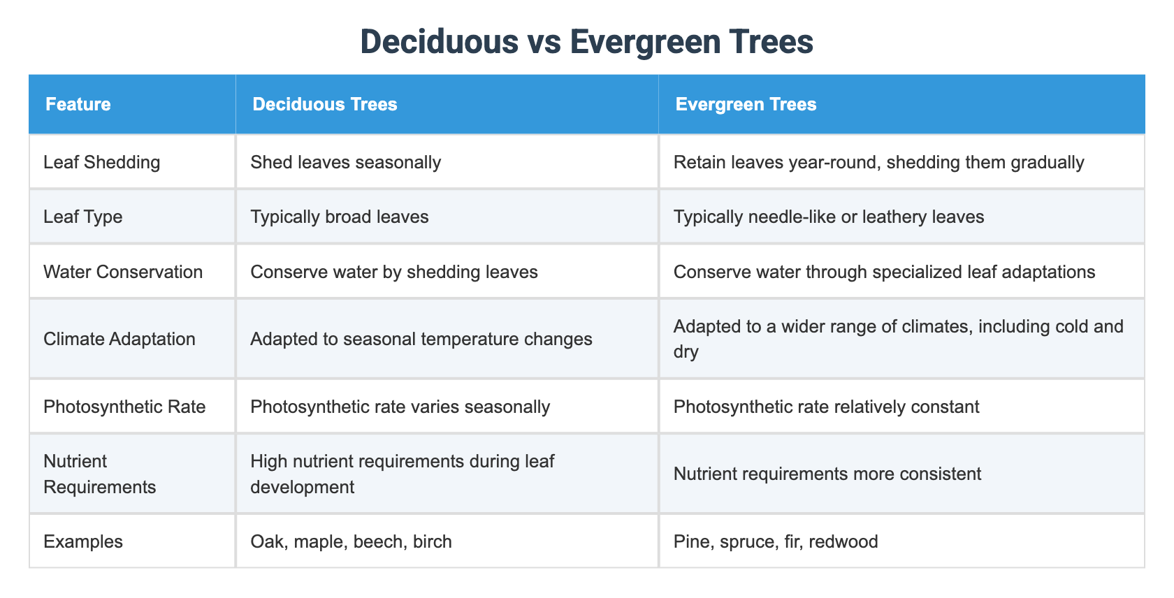 Deciduous vs Evergreen Trees