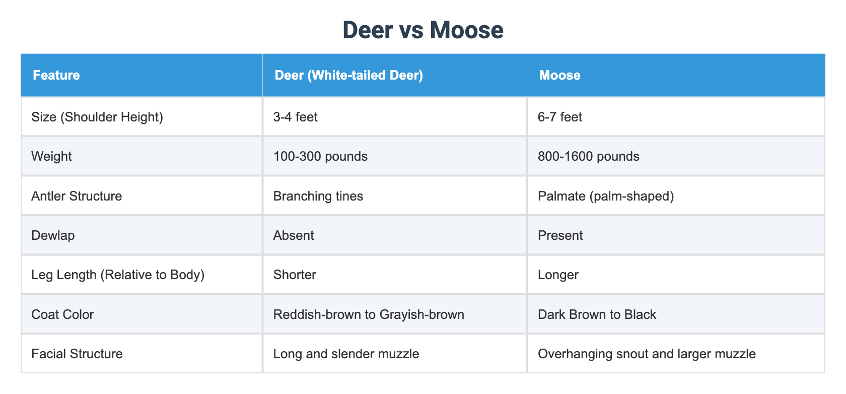 Deer vs Moose