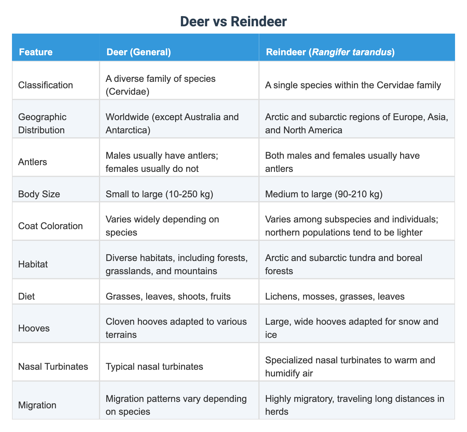 Deer vs Reindeer