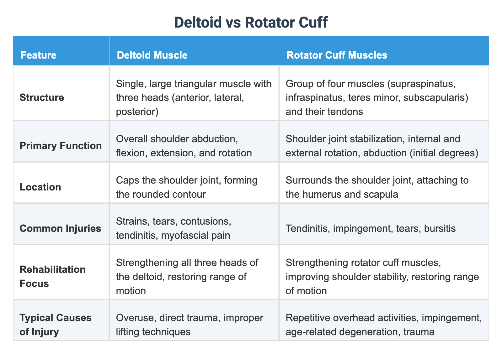 Deltoid vs Rotator Cuff