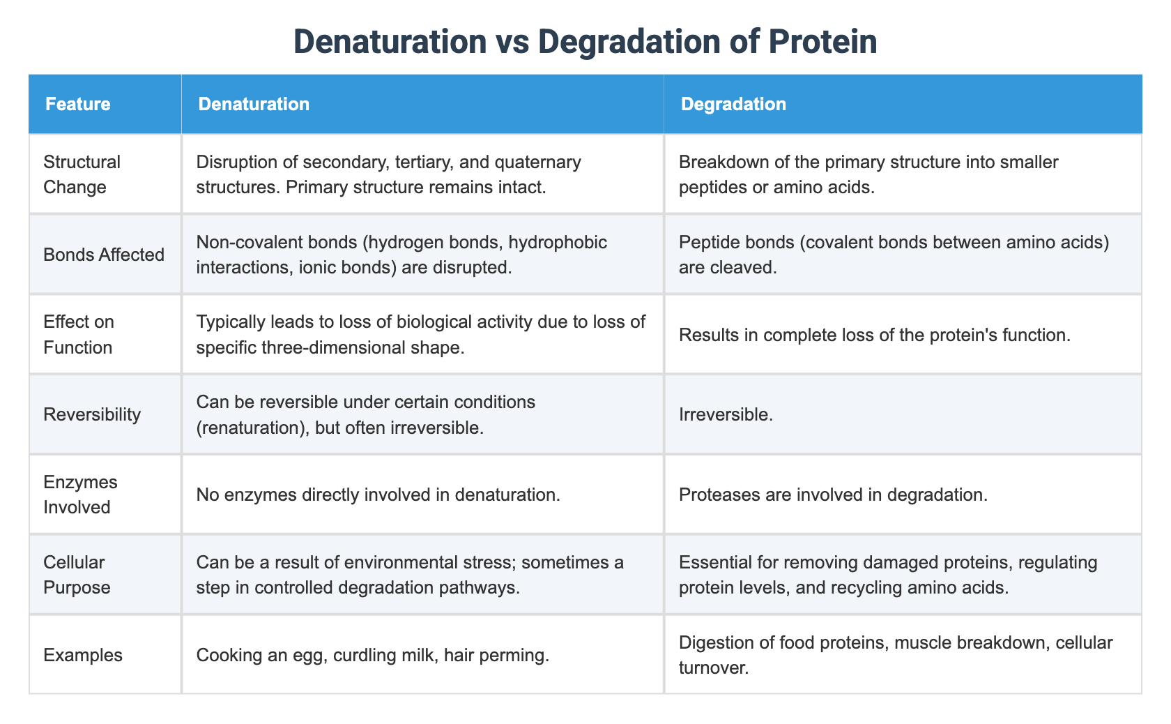 Denaturation vs Degradation of Protein