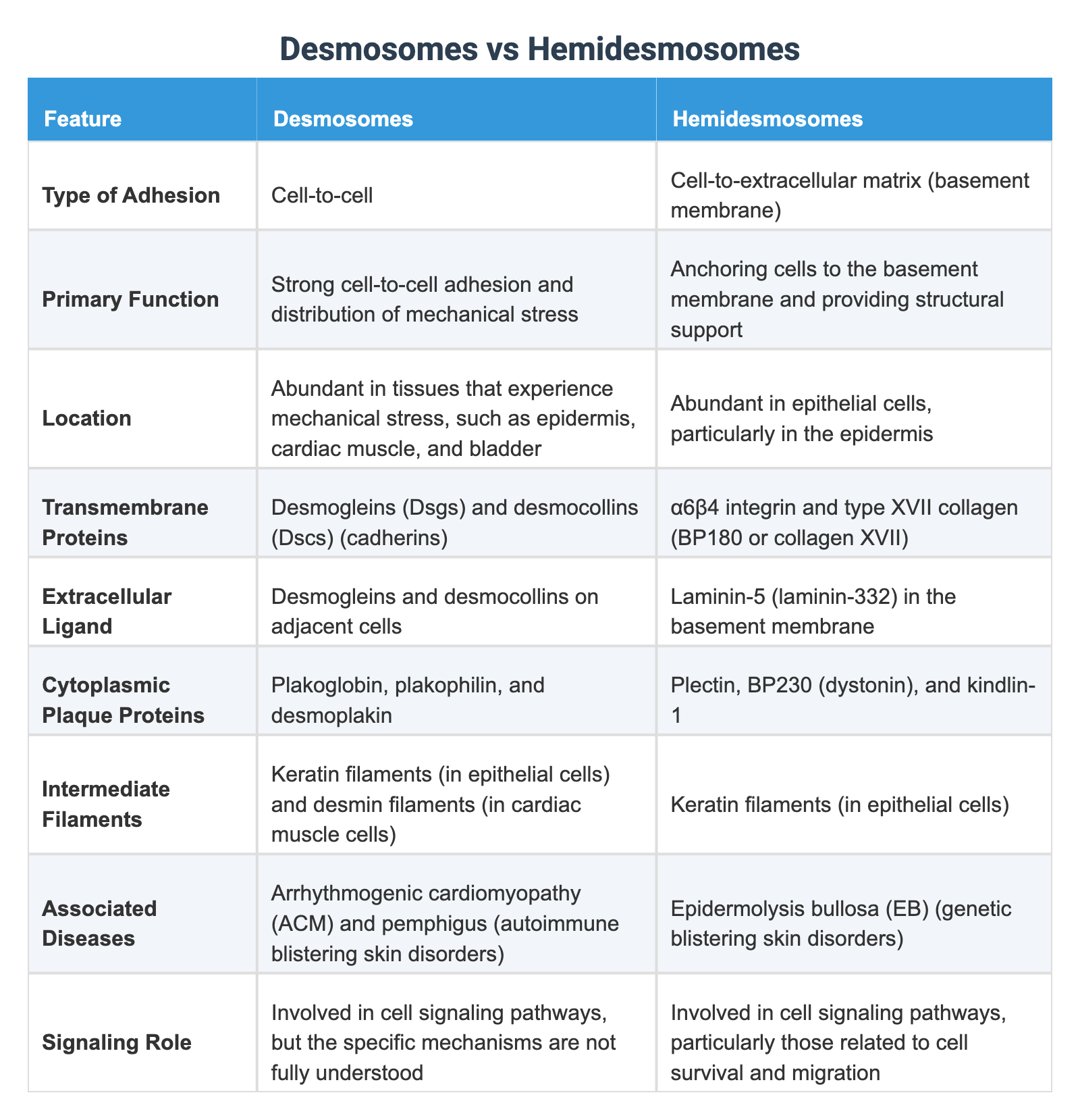 Desmosomes vs Hemidesmosomes