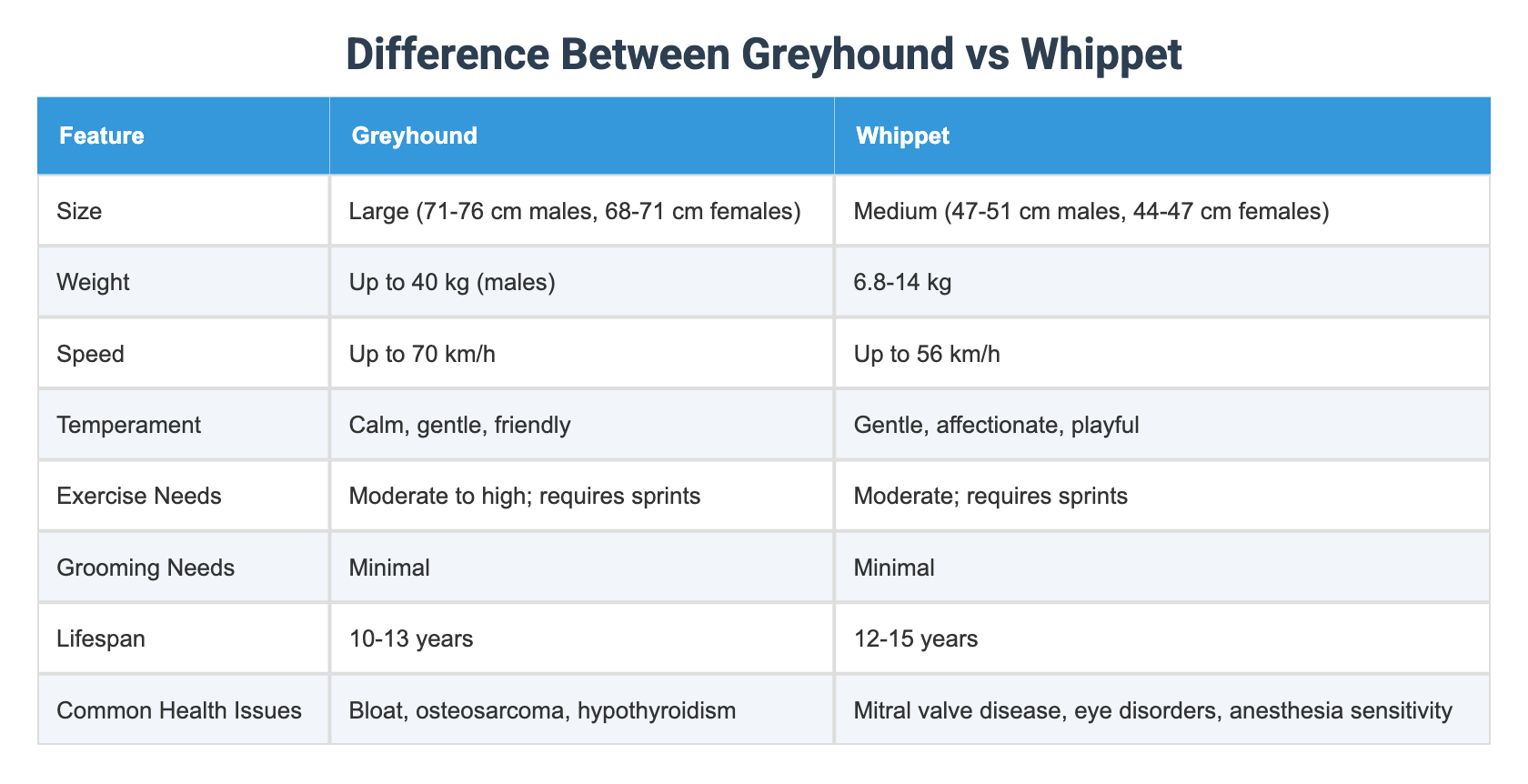 Difference Between Greyhound vs Whippet