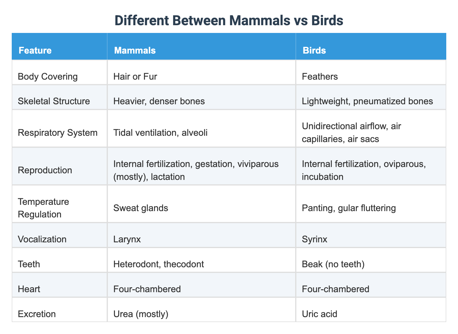 Different Between Mammals vs Birds