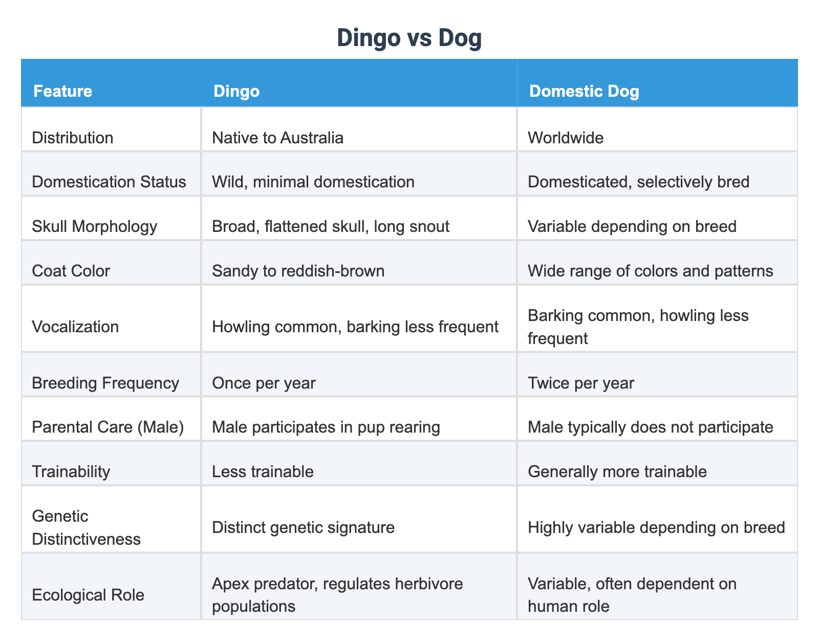 Dingo vs Dog