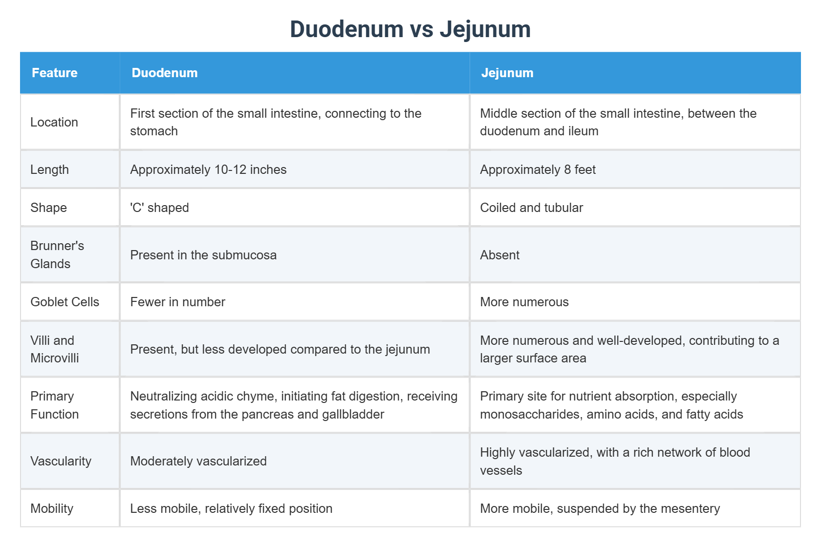 Duodenum vs Jejunum