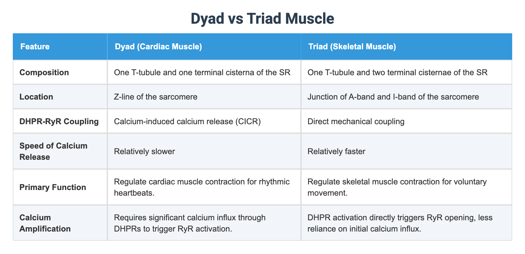 Dyad vs Triad Muscle