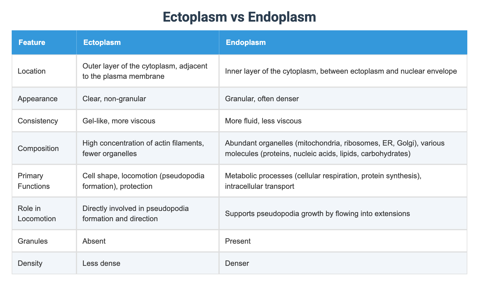 Ectoplasm Vs Endoplasm 5291