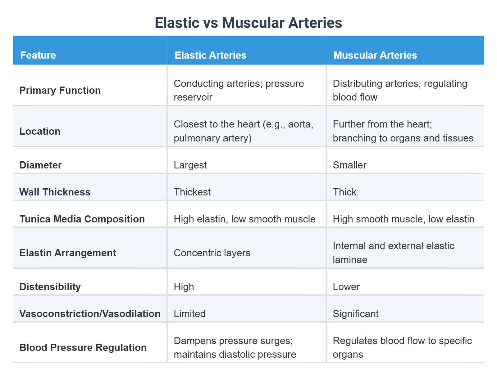Elastic vs Muscular Arteries