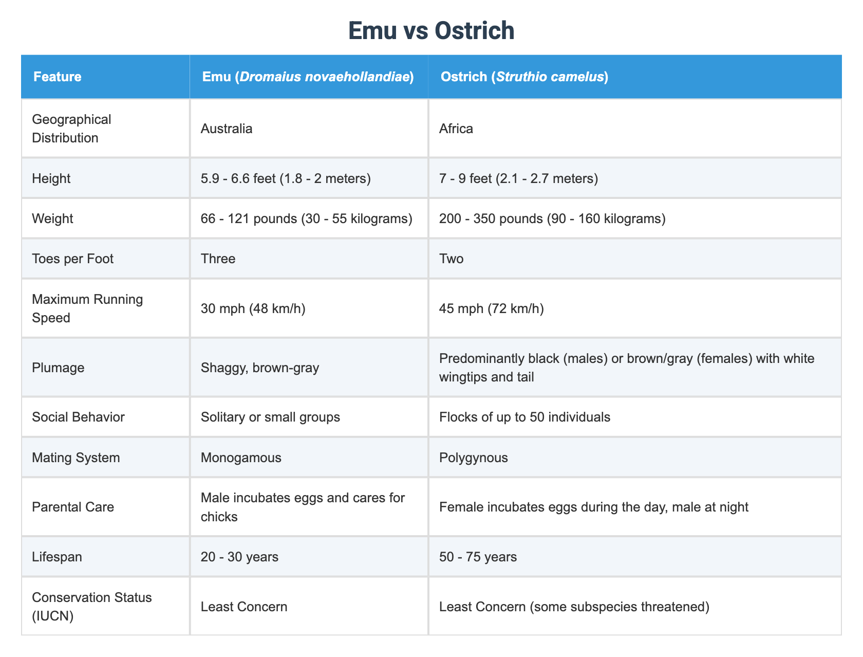 Emu vs Rhea