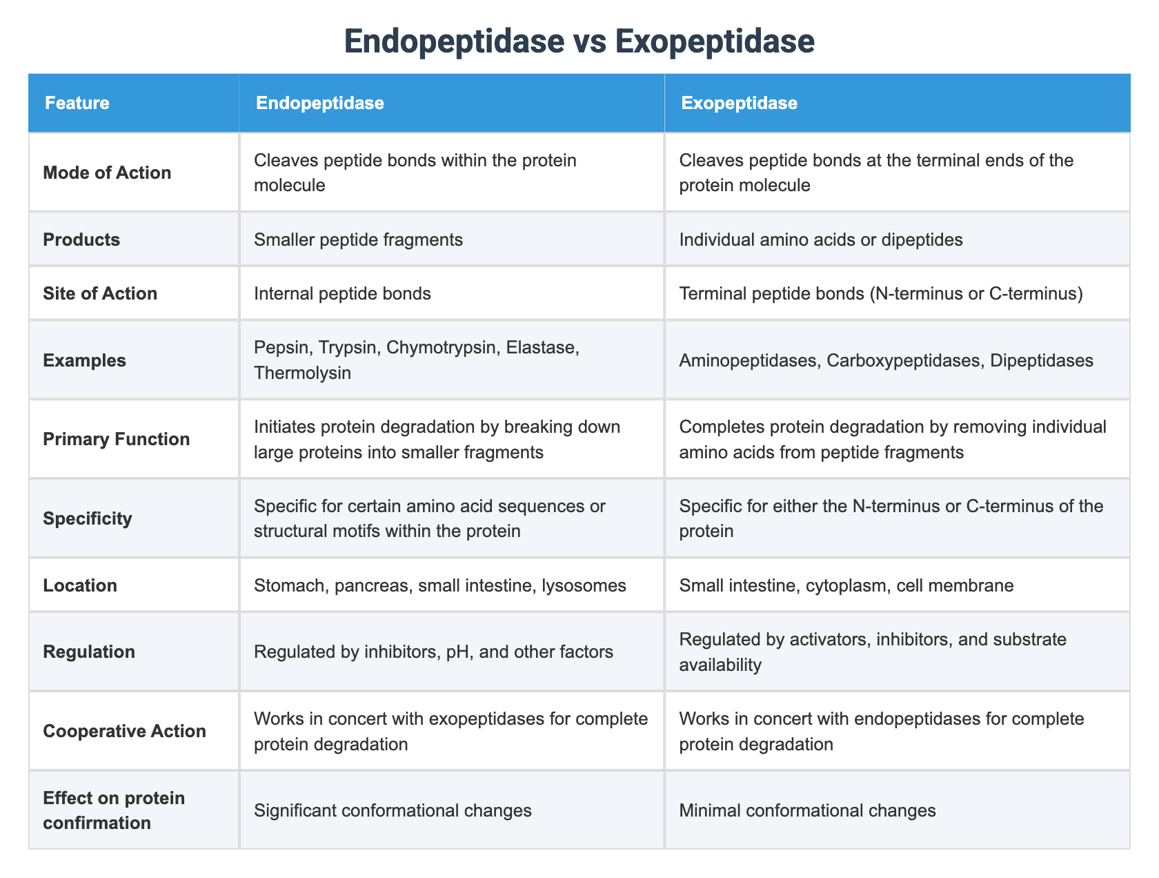 Endopeptidase vs Exopeptidase