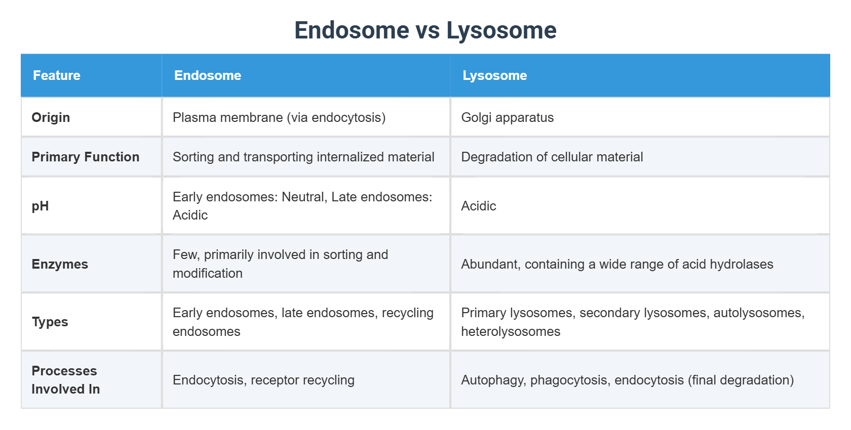 Endosome vs Lysosome
