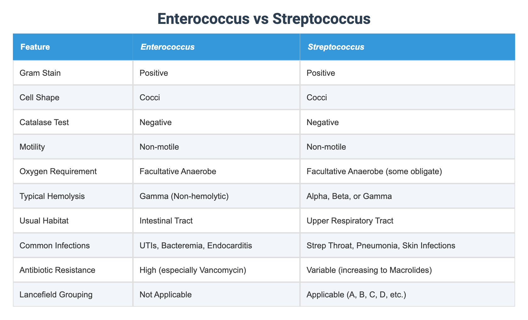 Enterococcus vs Streptococcus