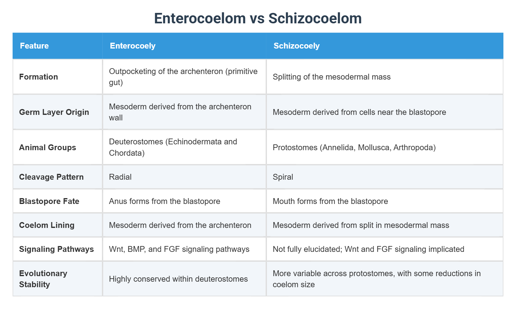 Enterocoelom vs Schizocoelom