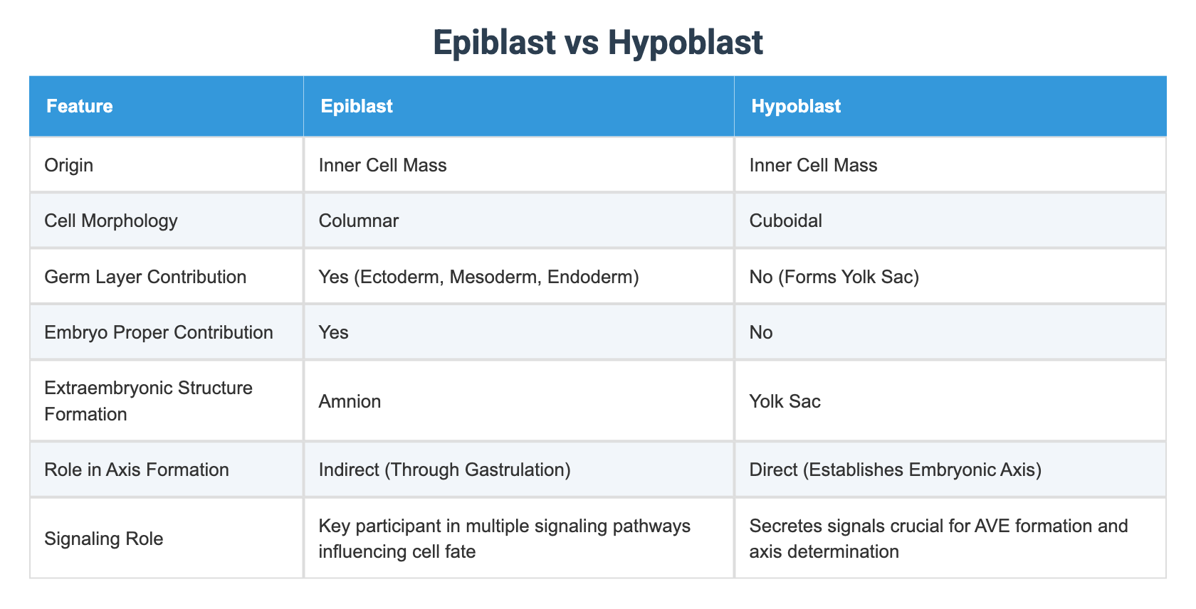 Epiblast vs Hypoblast