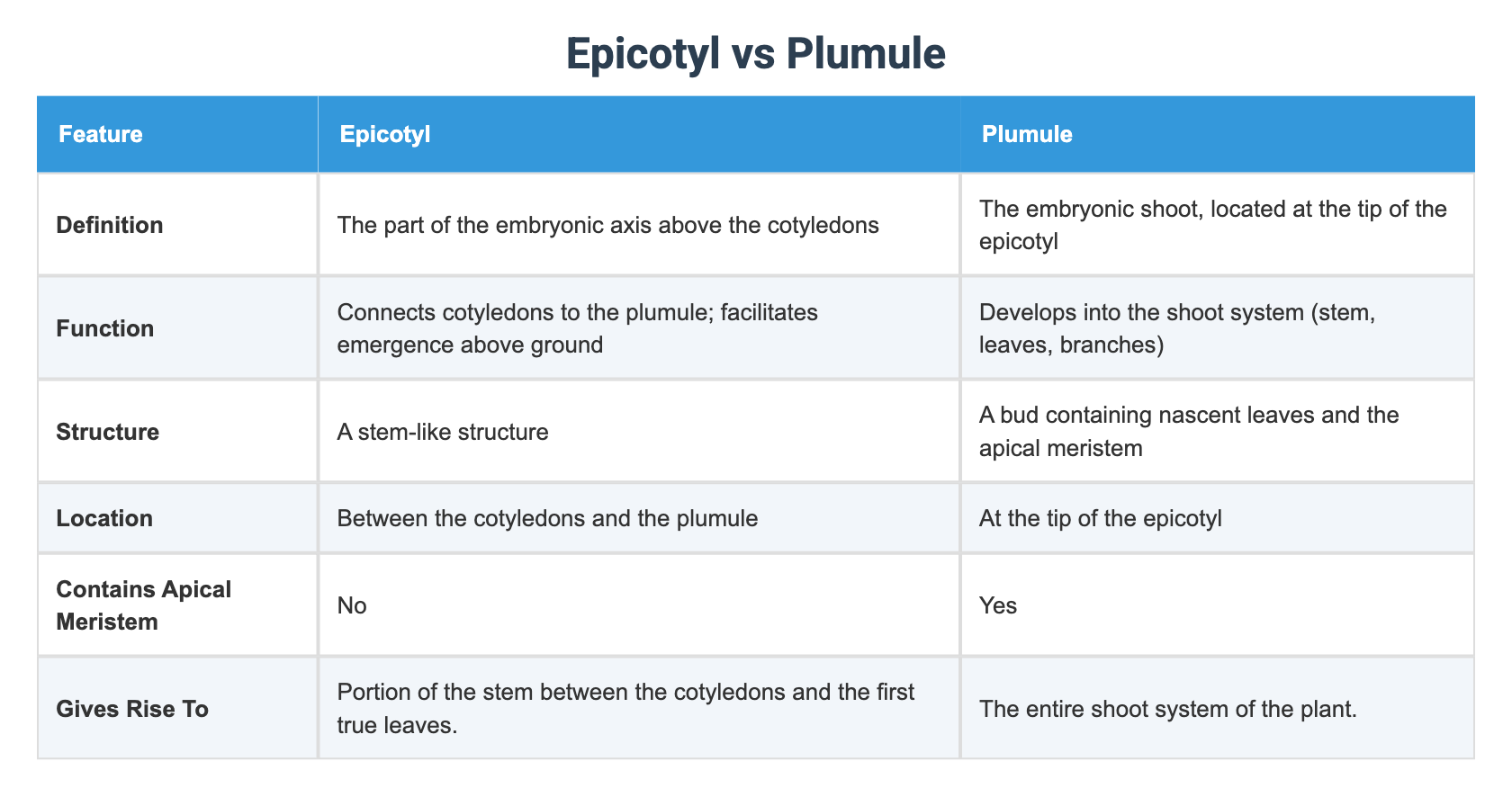 Radicle vs Plumule