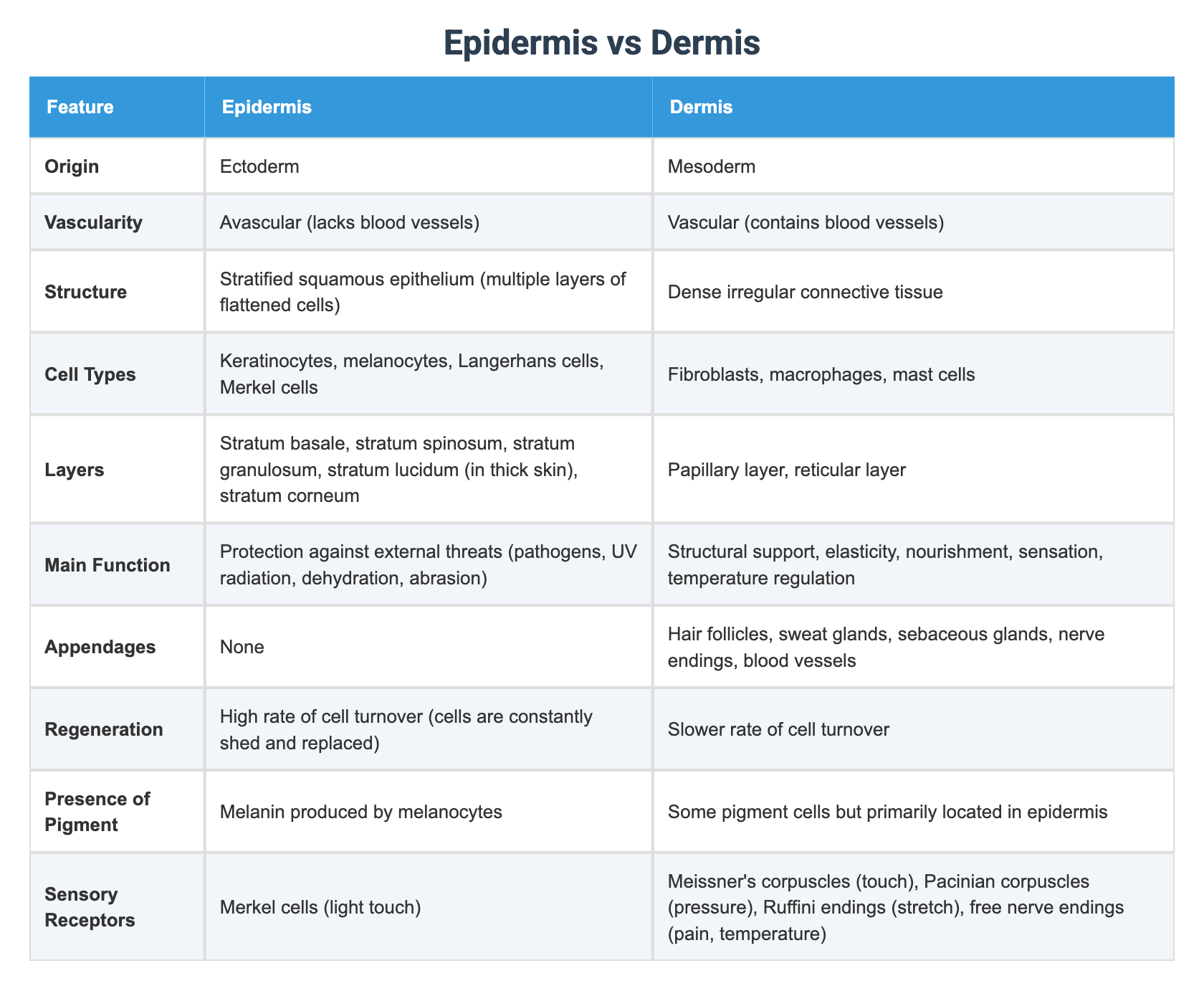 Epidermis vs Dermis