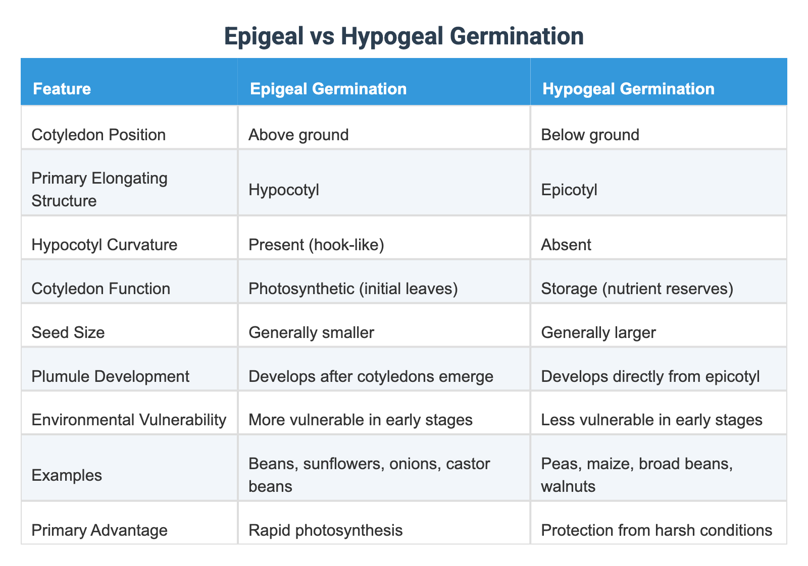 Epigeal vs Hypogeal Germination