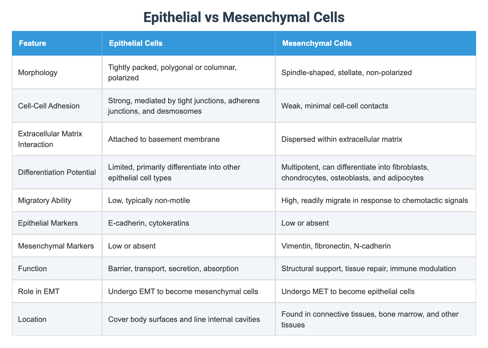 Epithelial vs Mesenchymal Cells