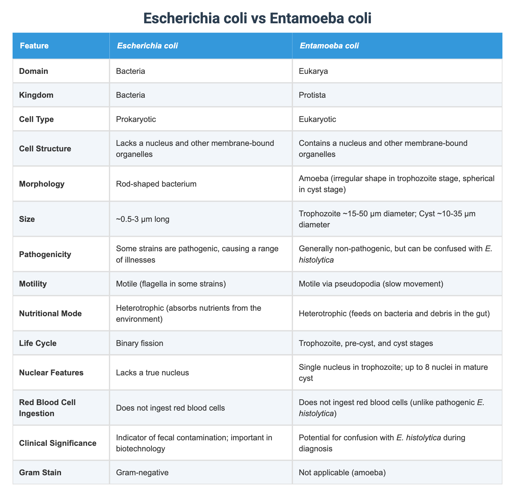 Escherichia coli vs Entamoeba coli