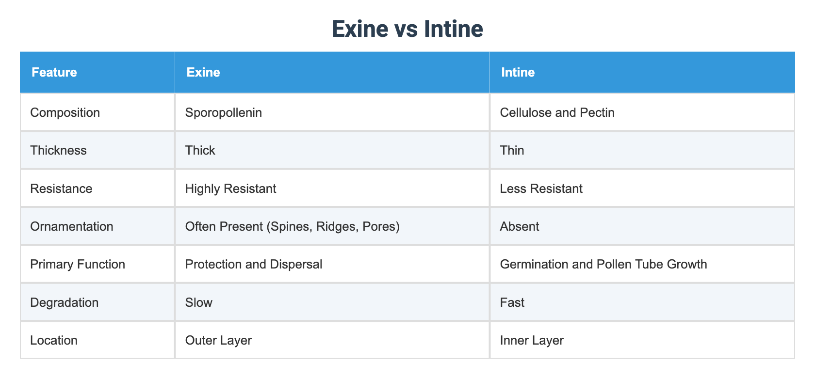 Exine vs Intine