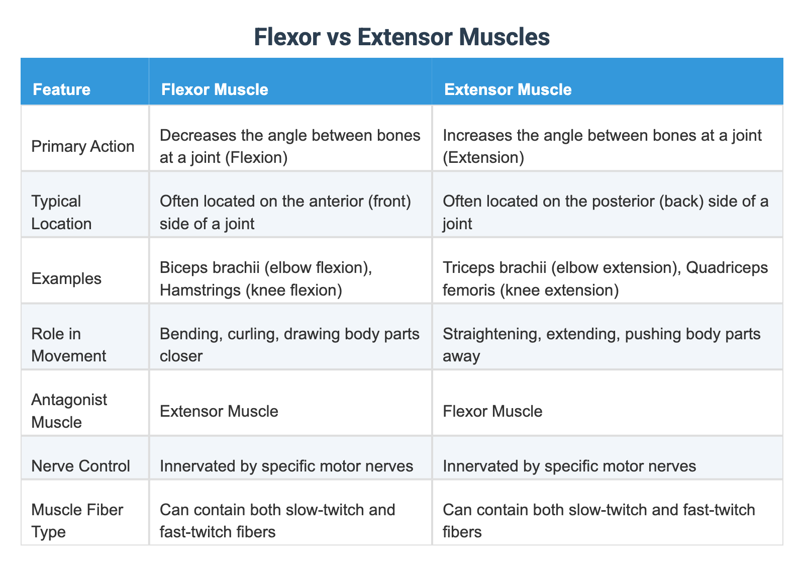 Flexor vs Extensor Muscles