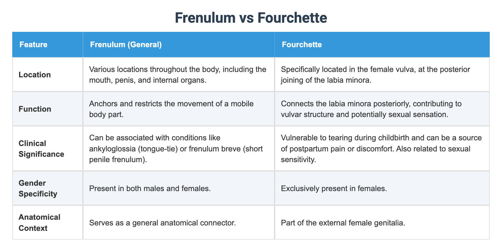 Frenulum vs Fourchette