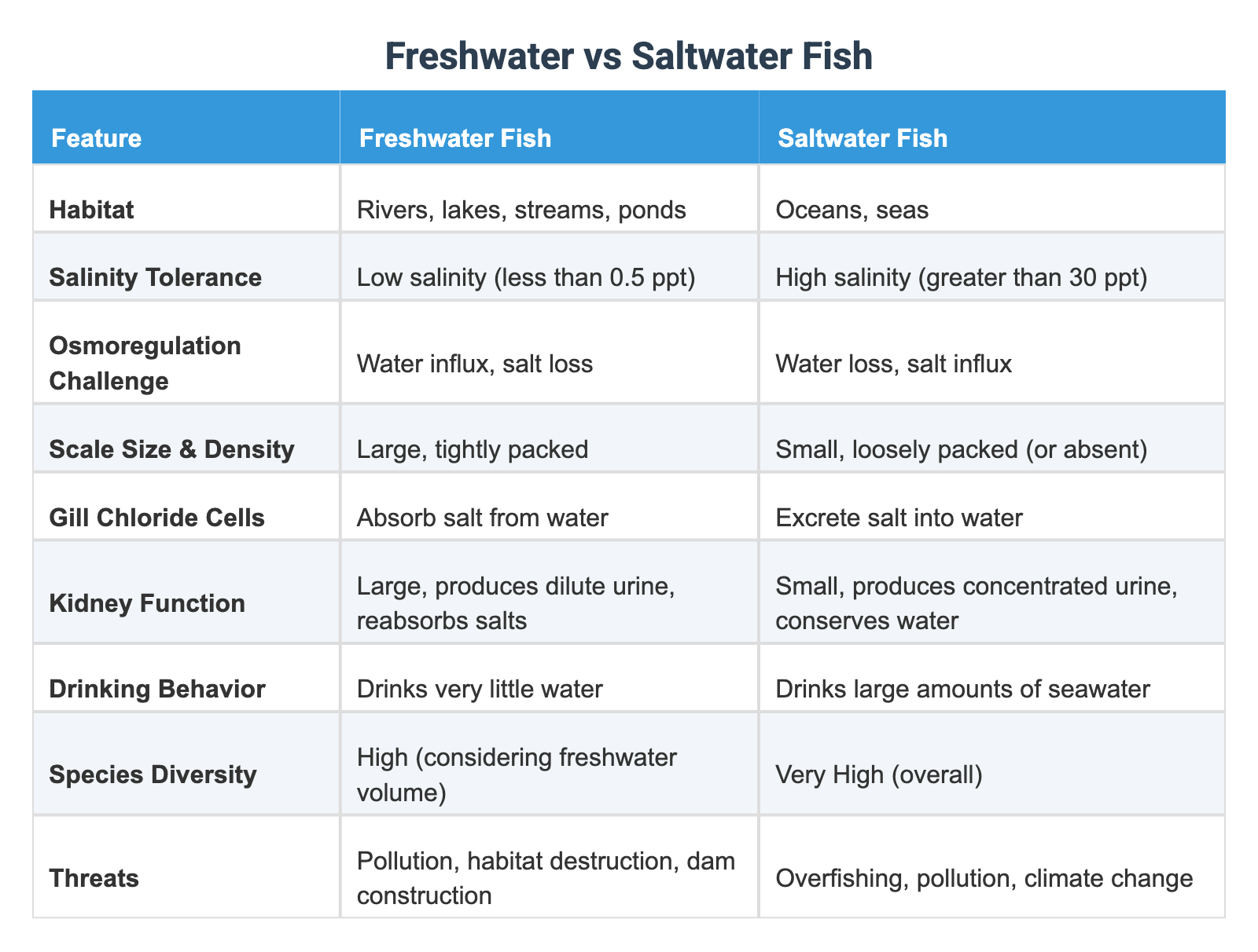 Freshwater vs Saltwater Fish
