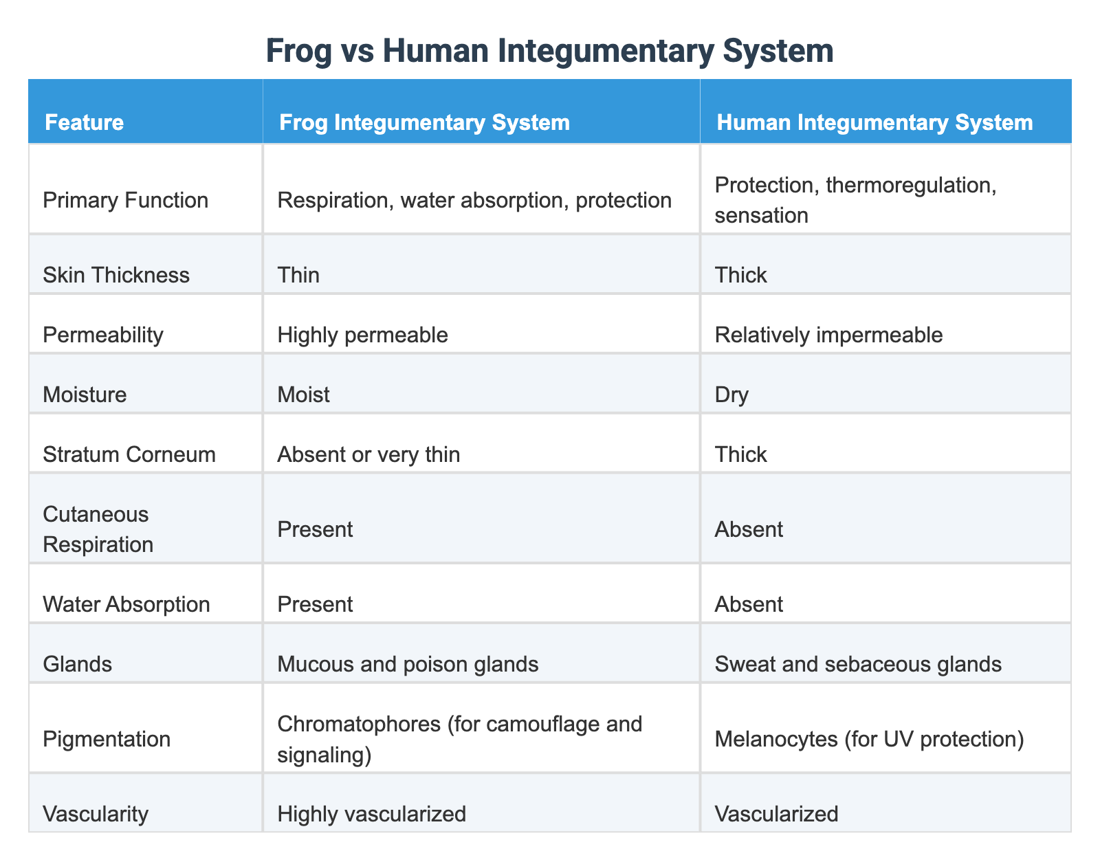 Frog vs Human Integumentary System