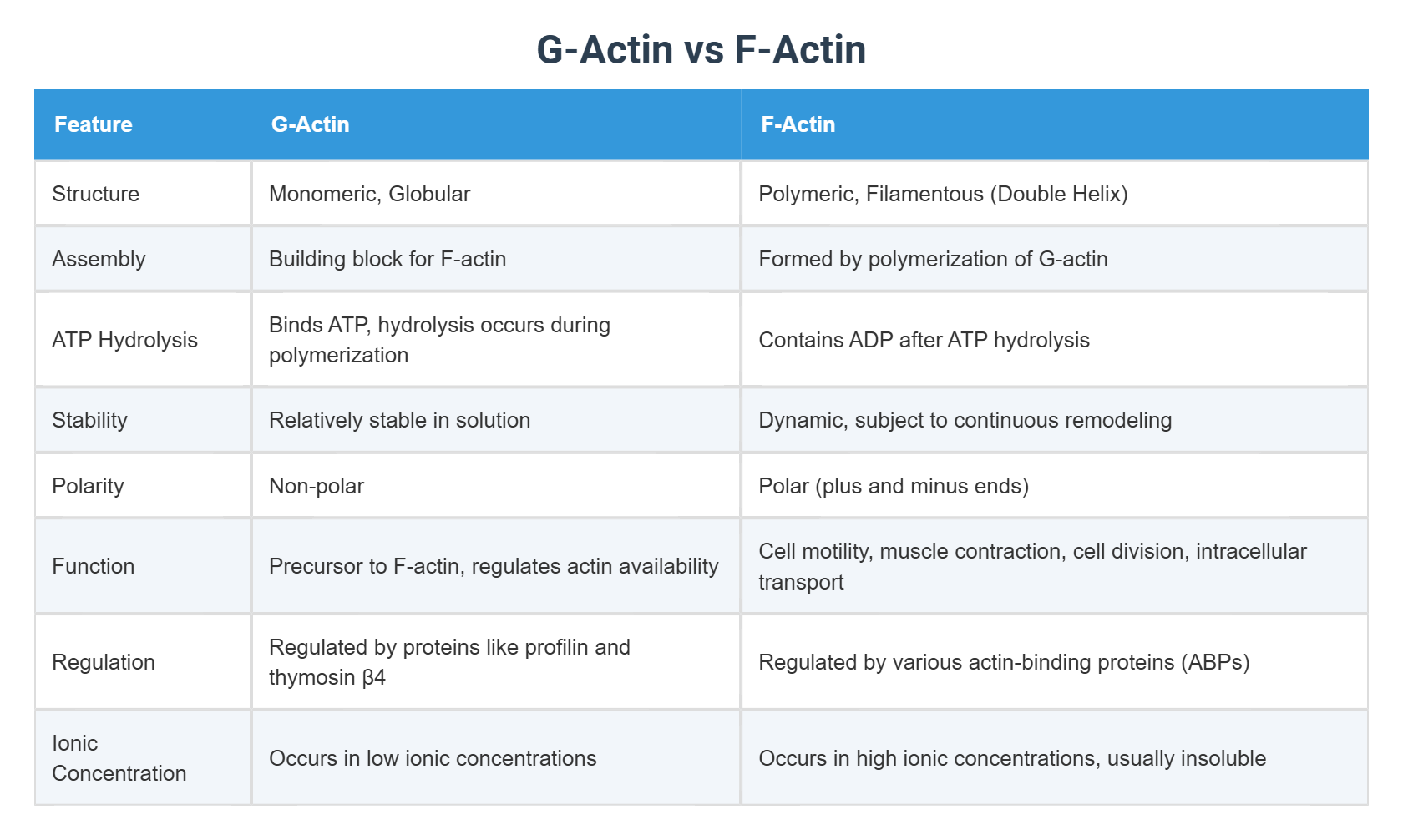 G-Actin vs F-Actin