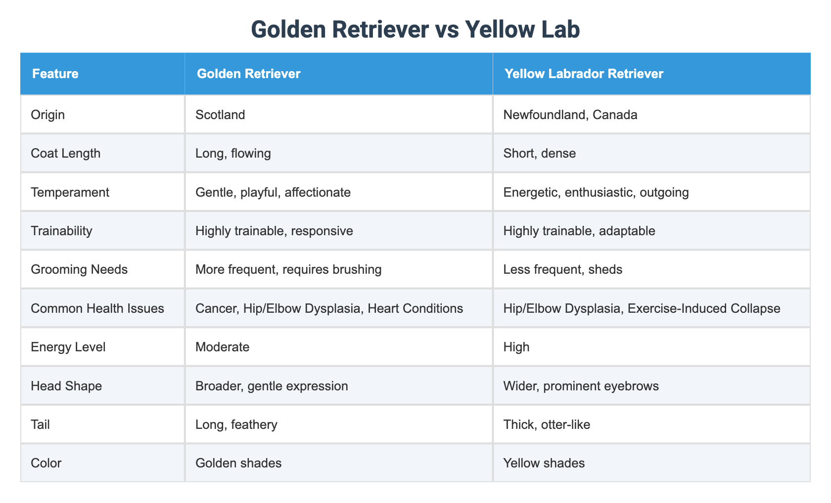 Golden Retriever vs Yellow Lab