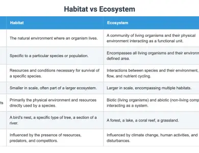 Environment vs Ecosystem