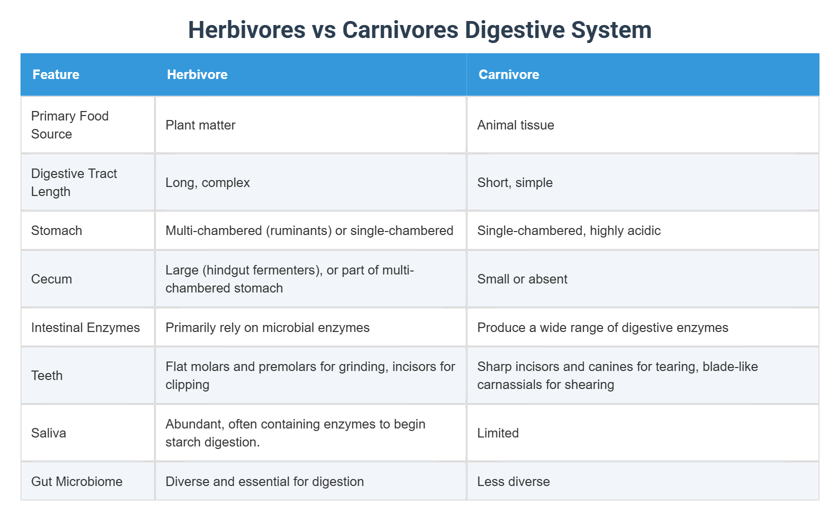 Herbivores vs Carnivores Digestive System