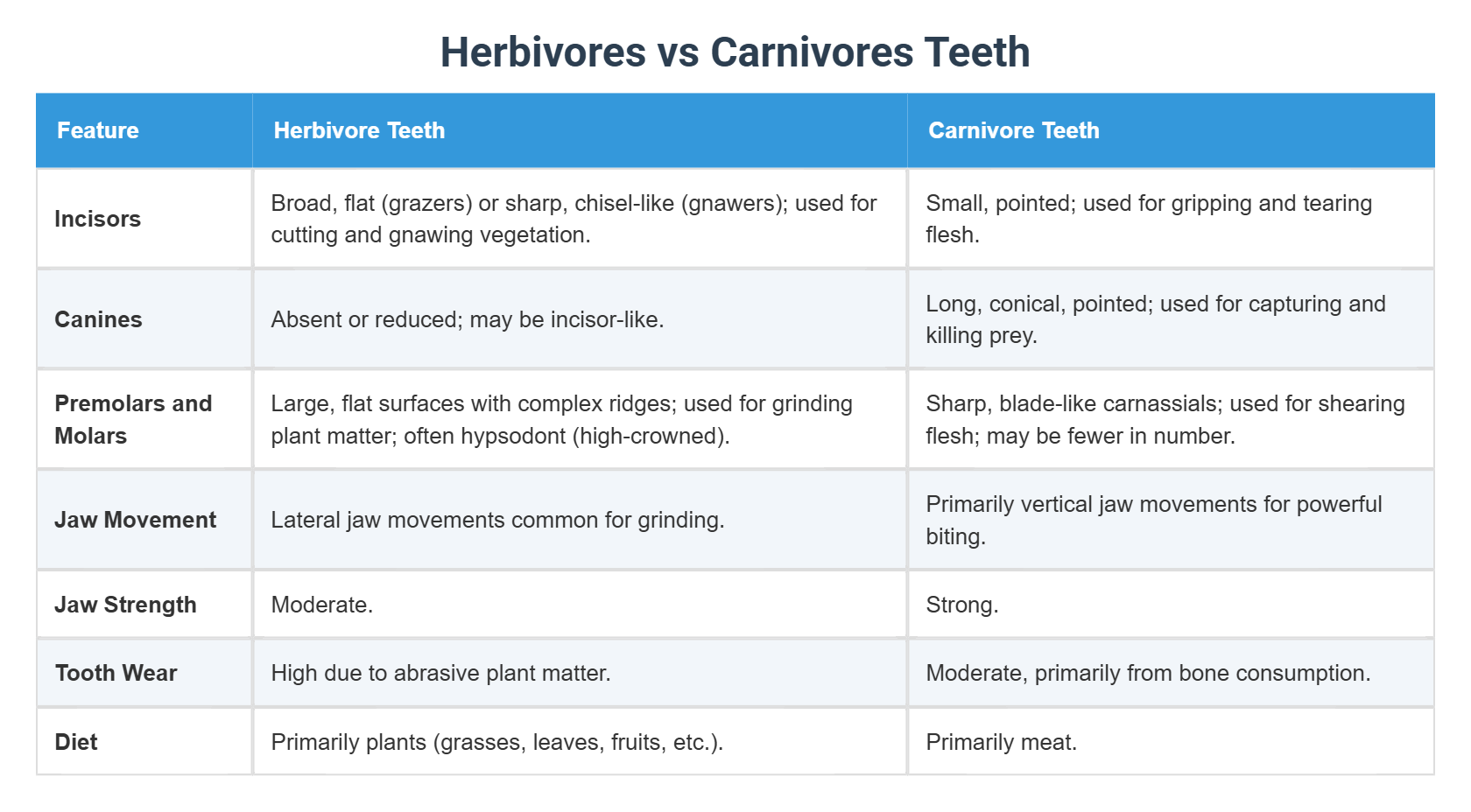 Herbivores vs Carnivores Teeth