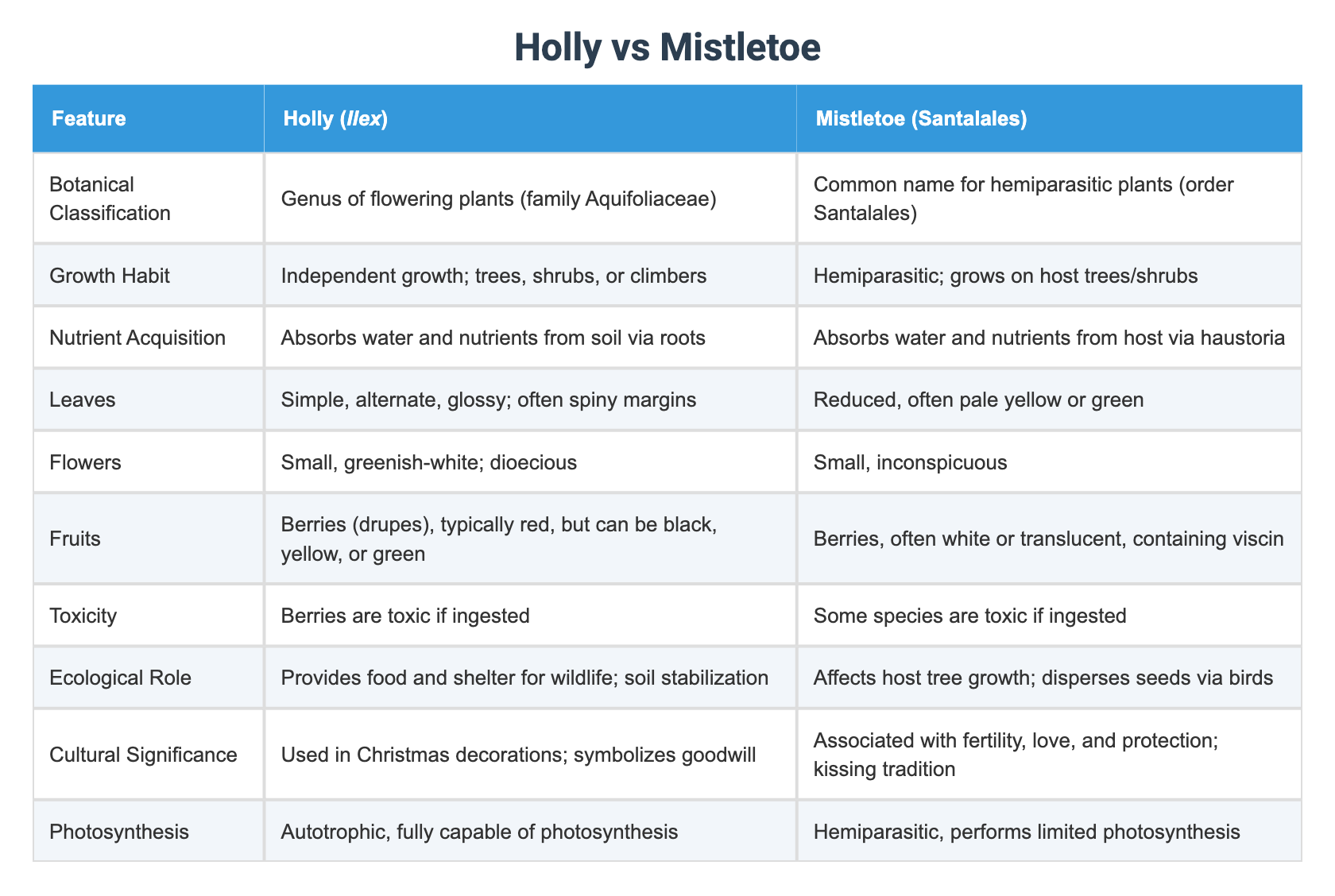 Holly vs Mistletoe