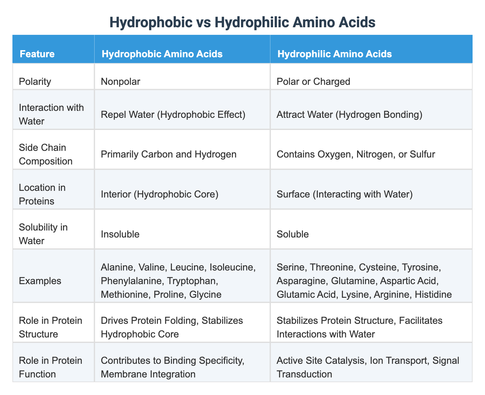 Hydrophobic vs Hydrophilic Amino Acids