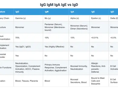 CMV IgG vs IgM