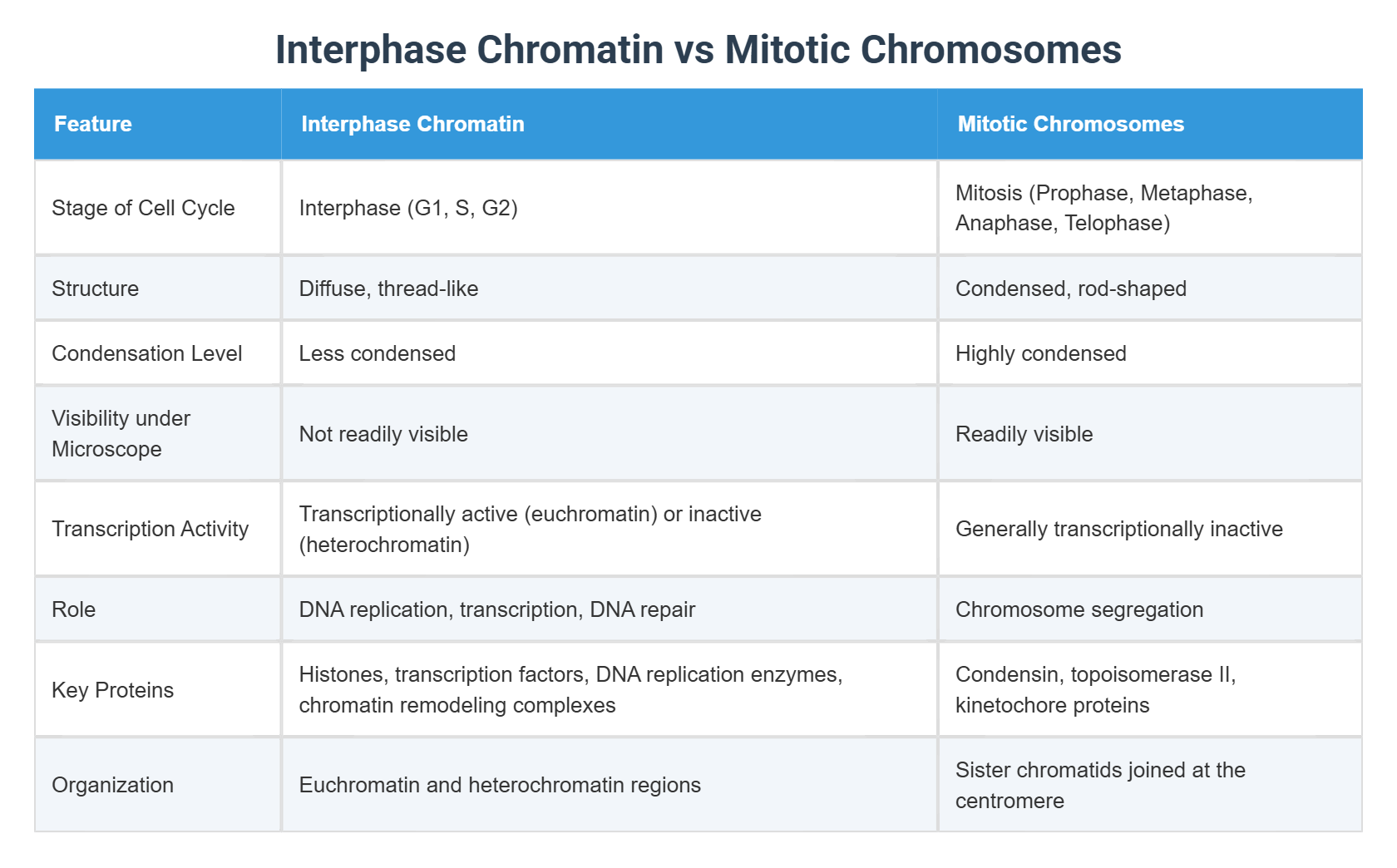 Interphase Chromatin vs Mitotic Chromosomes