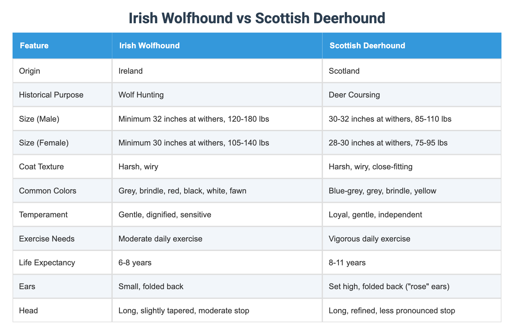 Irish Wolfhound vs Scottish Deerhound