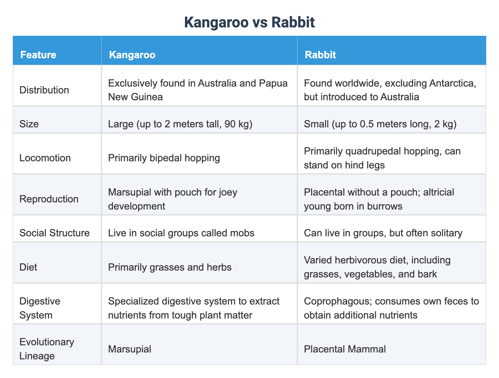 Kangaroo vs Rabbit