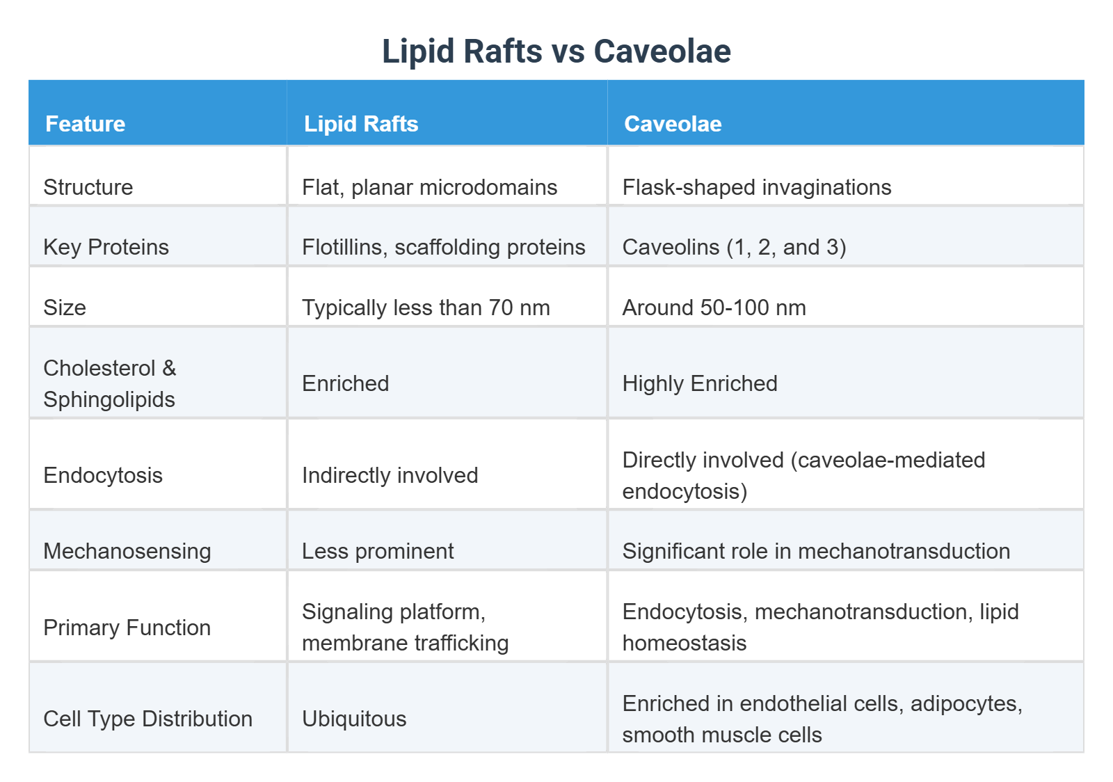Lipid Rafts vs Caveolae