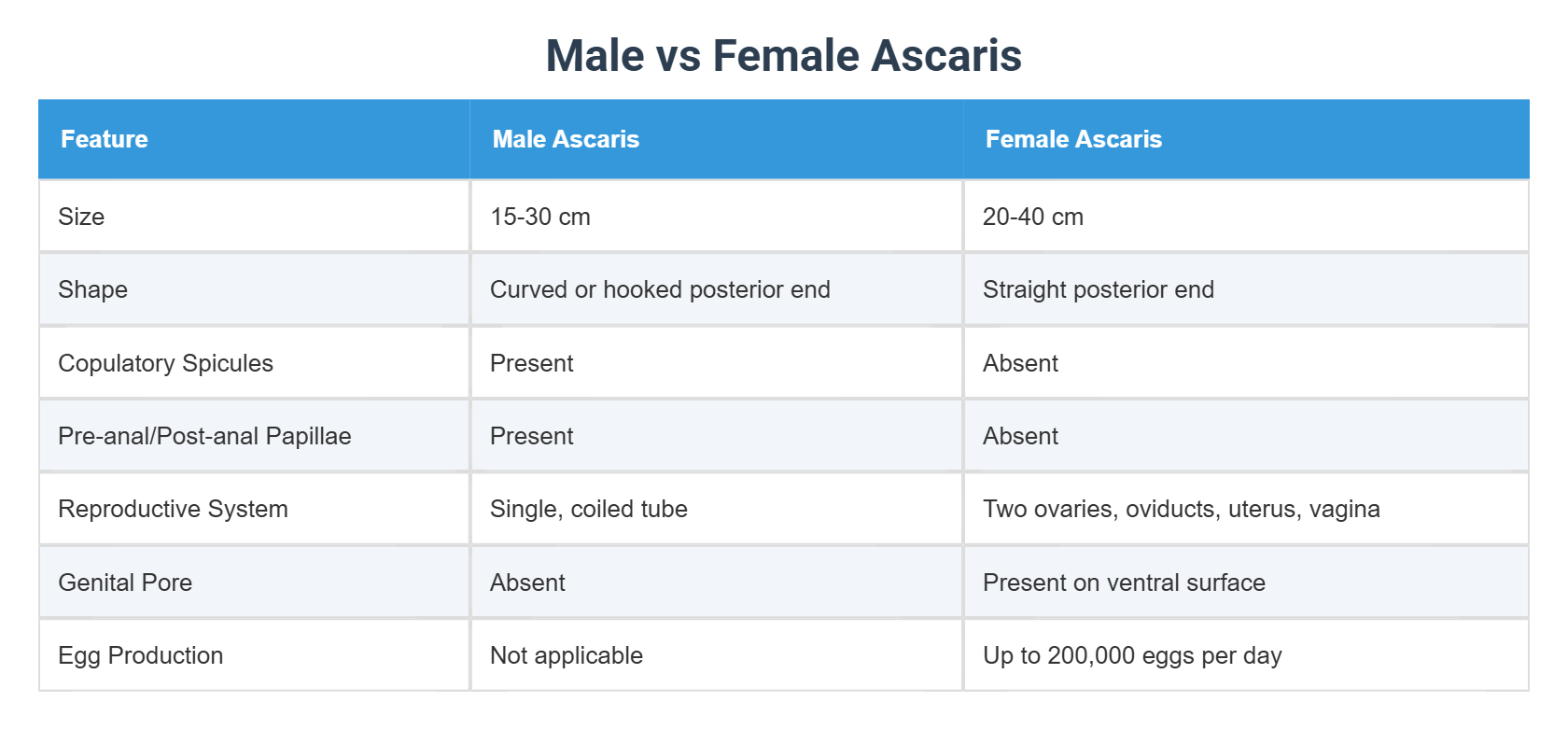 Male vs Female Ascaris