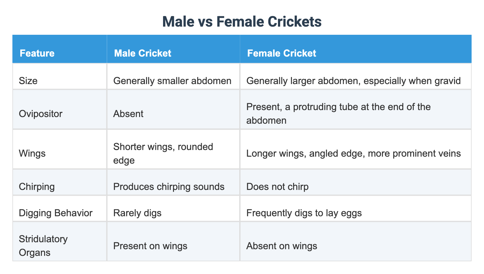 Male vs Female Crickets