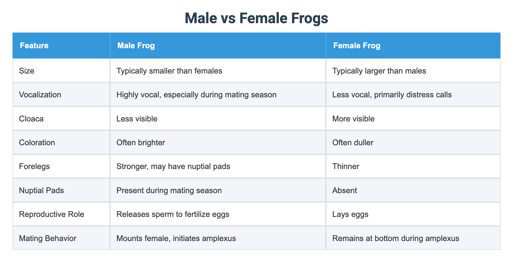 Male vs Female Frogs