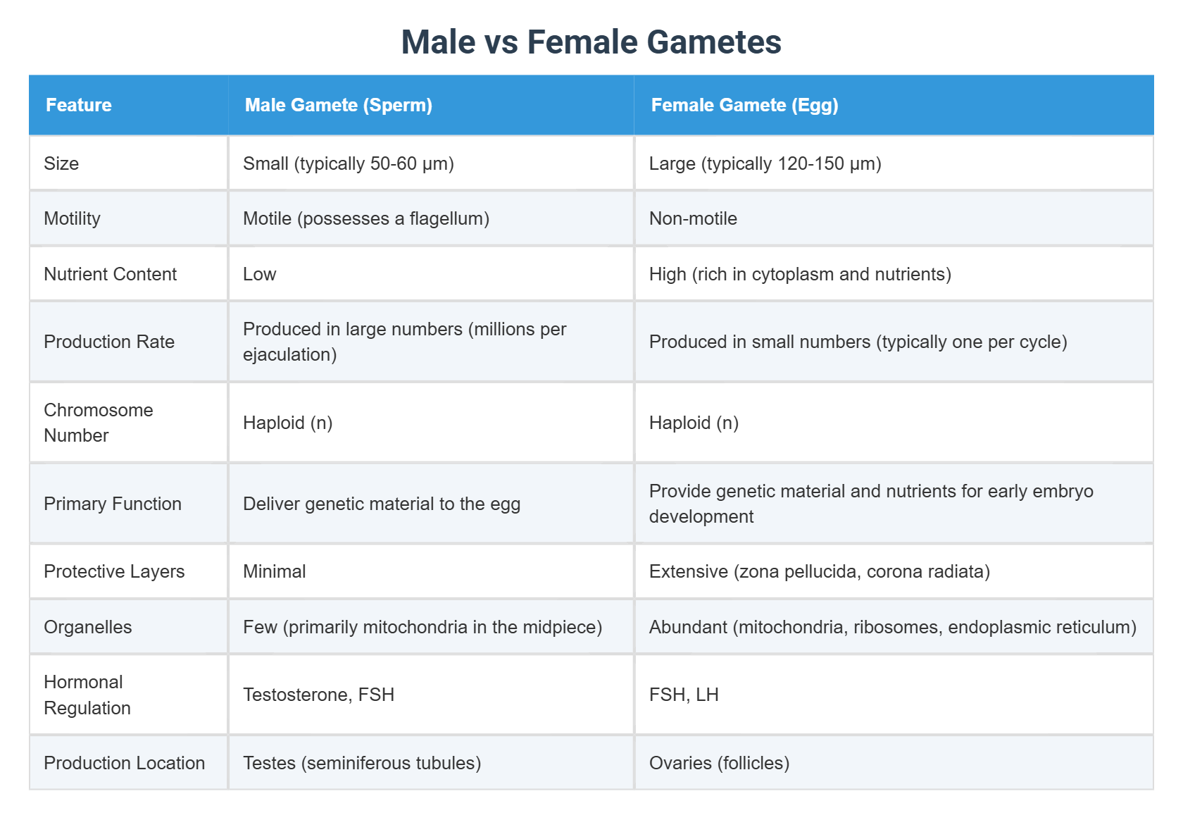 Male vs Female Gametes