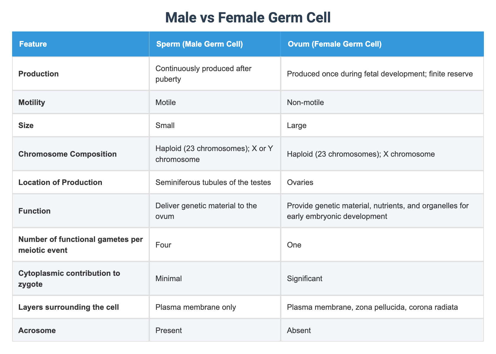 Male vs Female Germ Cell