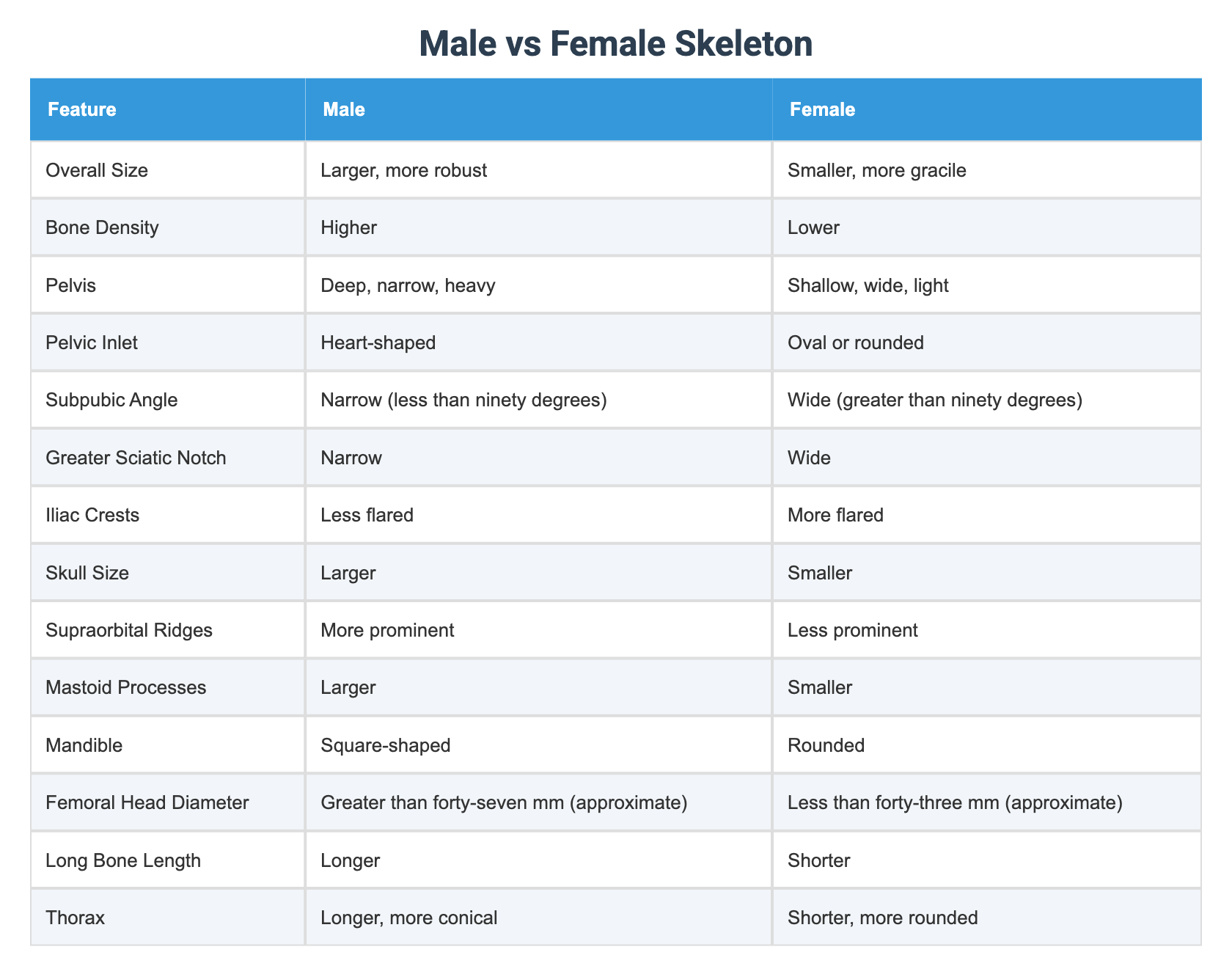 Male vs Female Skeleton