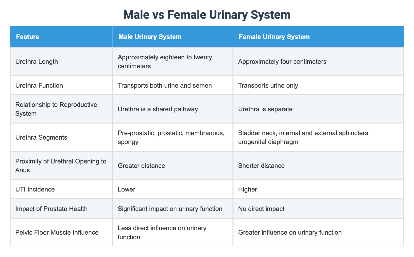 Male vs Female Urinary System
